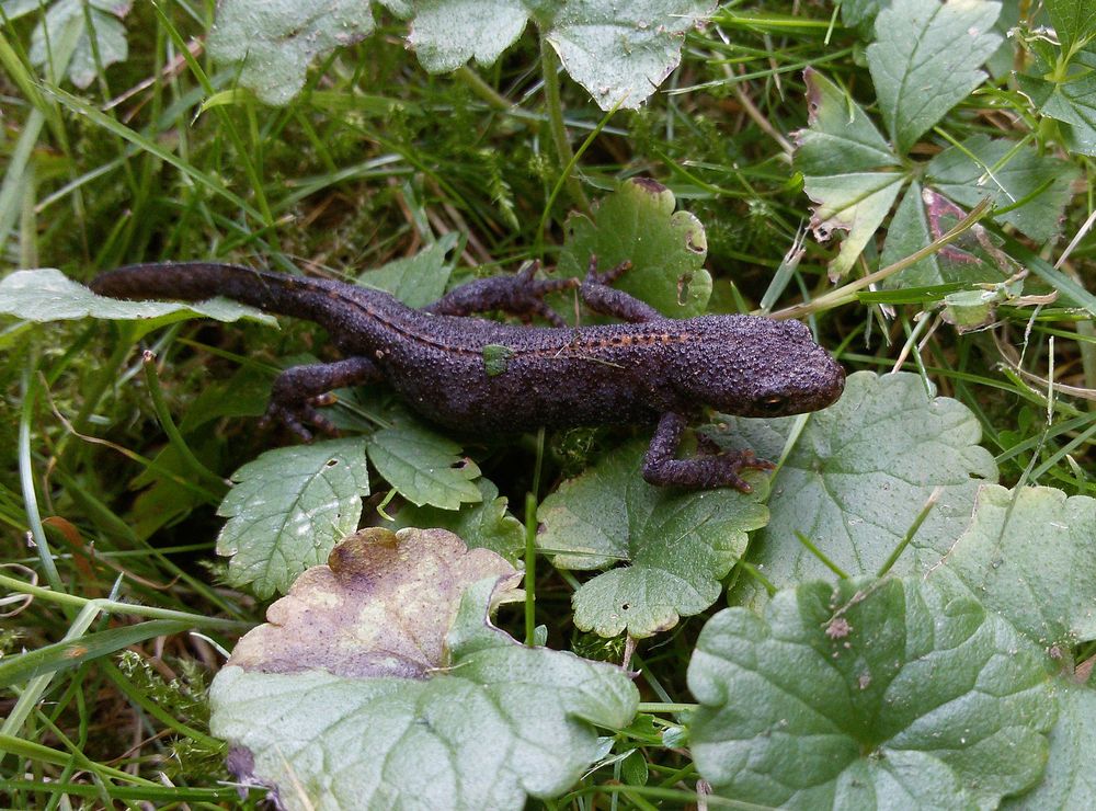 Molch Foto & Bild | tiere, wildlife, amphibien & reptilien Bilder auf ...