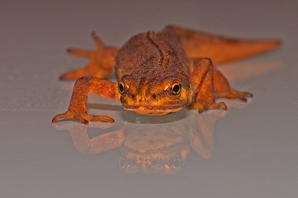 Molch Foto & Bild | tiere, tier und mensch, molch Bilder auf fotocommunity