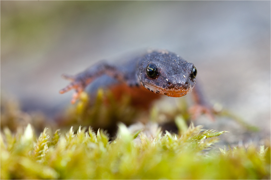 Molch Foto & Bild | tiere, wildlife, amphibien & reptilien Bilder auf ...