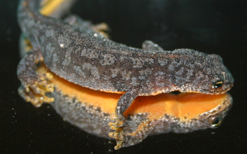 Molch ? Foto & Bild | tiere, wildlife, amphibien & reptilien Bilder auf ...