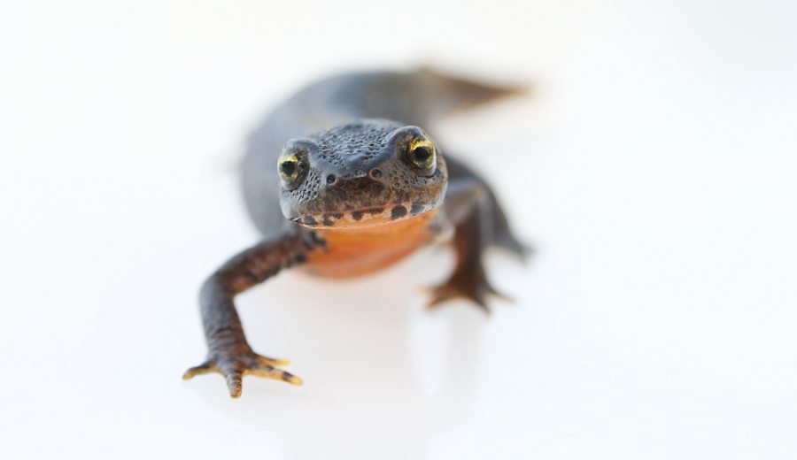 Molch Foto & Bild | tiere, wildlife, amphibien & reptilien Bilder auf ...