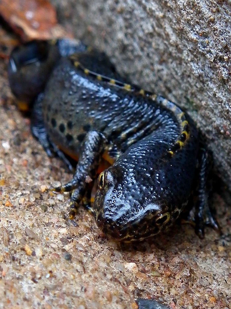 Molch Foto & Bild | tiere, wildlife, amphibien & reptilien Bilder auf ...