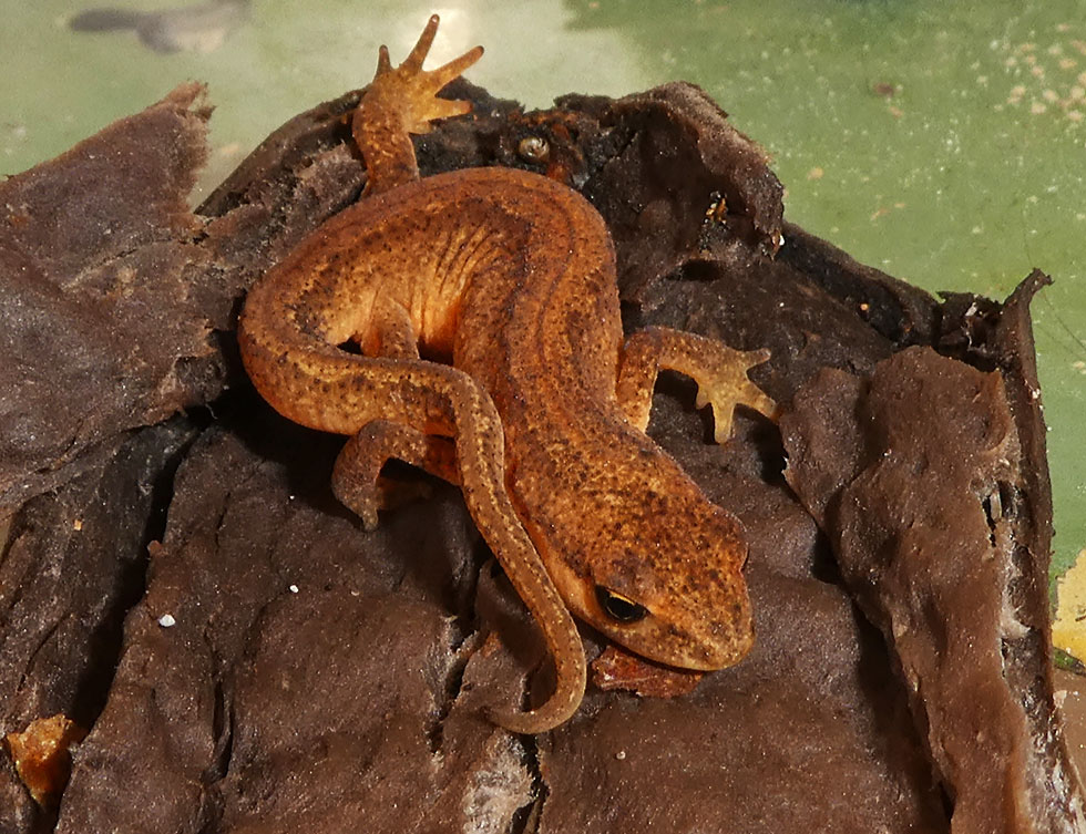 Molch in einem Pilz Foto & Bild | natur, tiere, wildlife Bilder auf ...