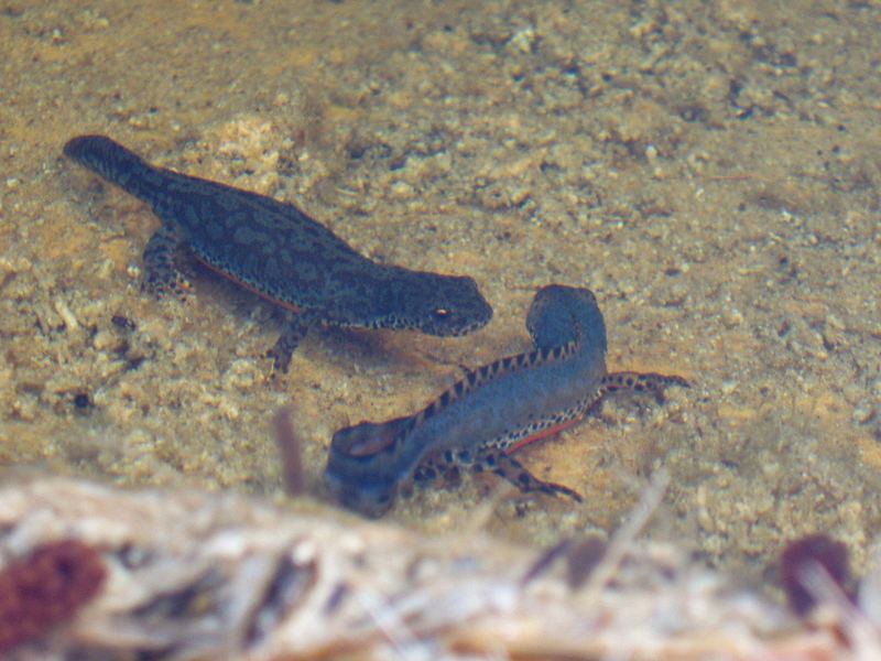 Molche (Bergmolche?) im Gartenteich Foto & Bild | tiere, wildlife ...
