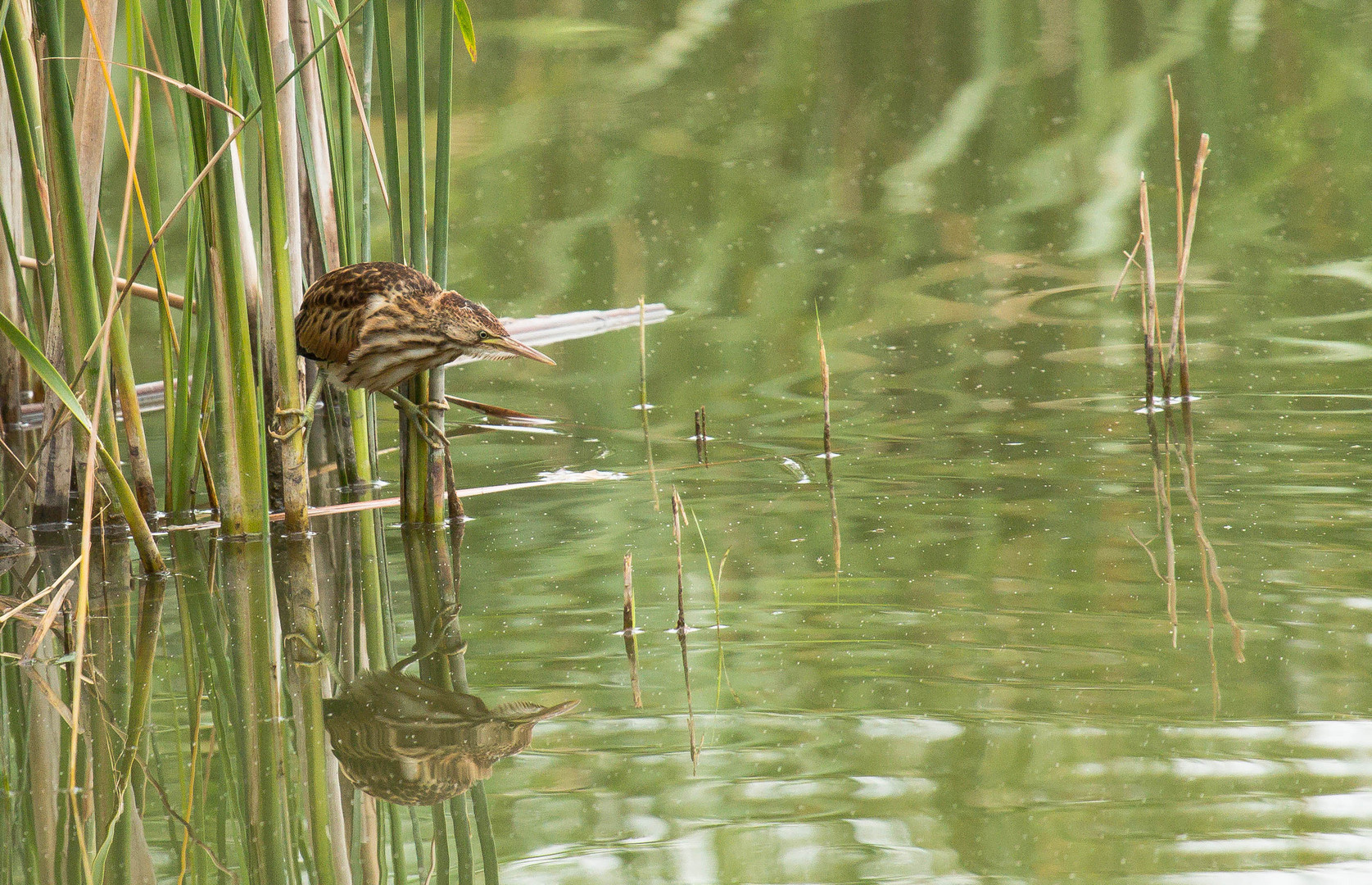 momentan Foto & Bild | tiere, wildlife, wild lebende vögel Bilder auf ...