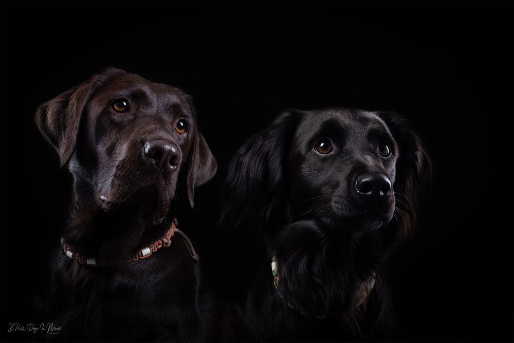 Momo und Lola Foto & Bild | tiere, haustiere, hunde Bilder auf fotocommunity