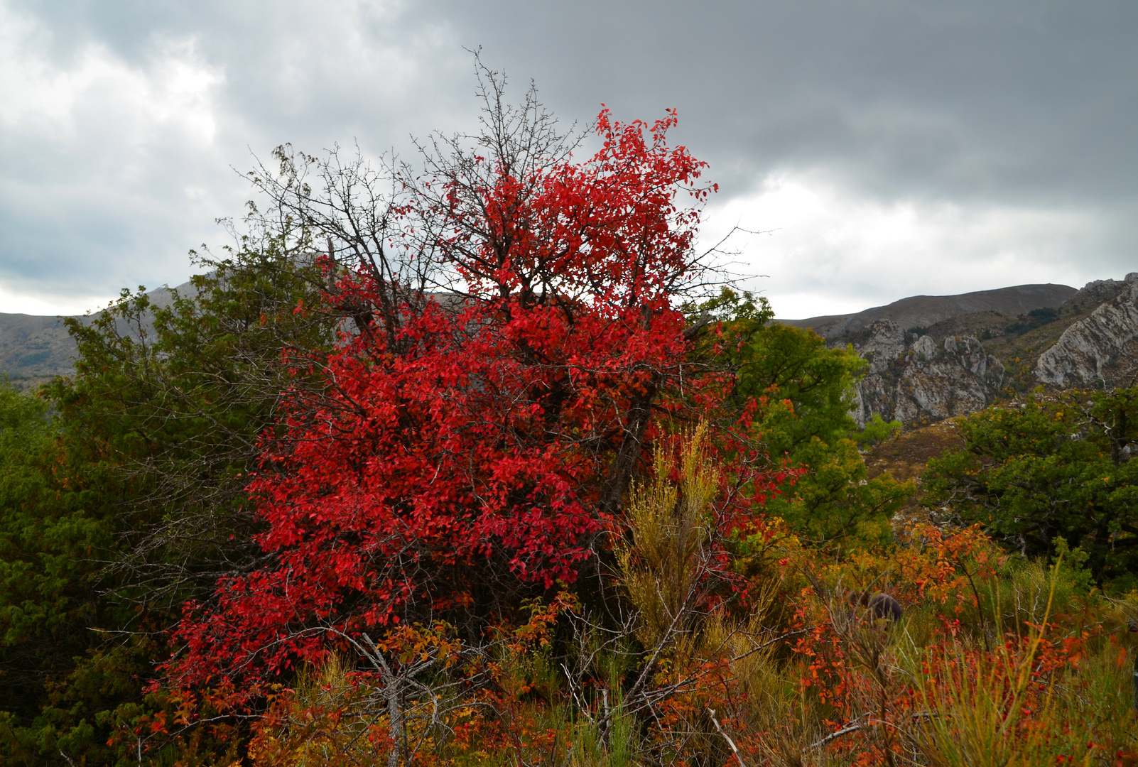 * mon arbre rouge * photo et image | animations photographiques, arbres ...