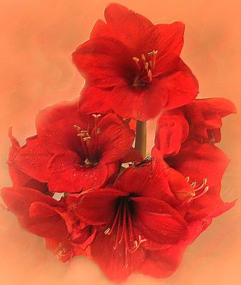 Macro Fleurs Images & Photos