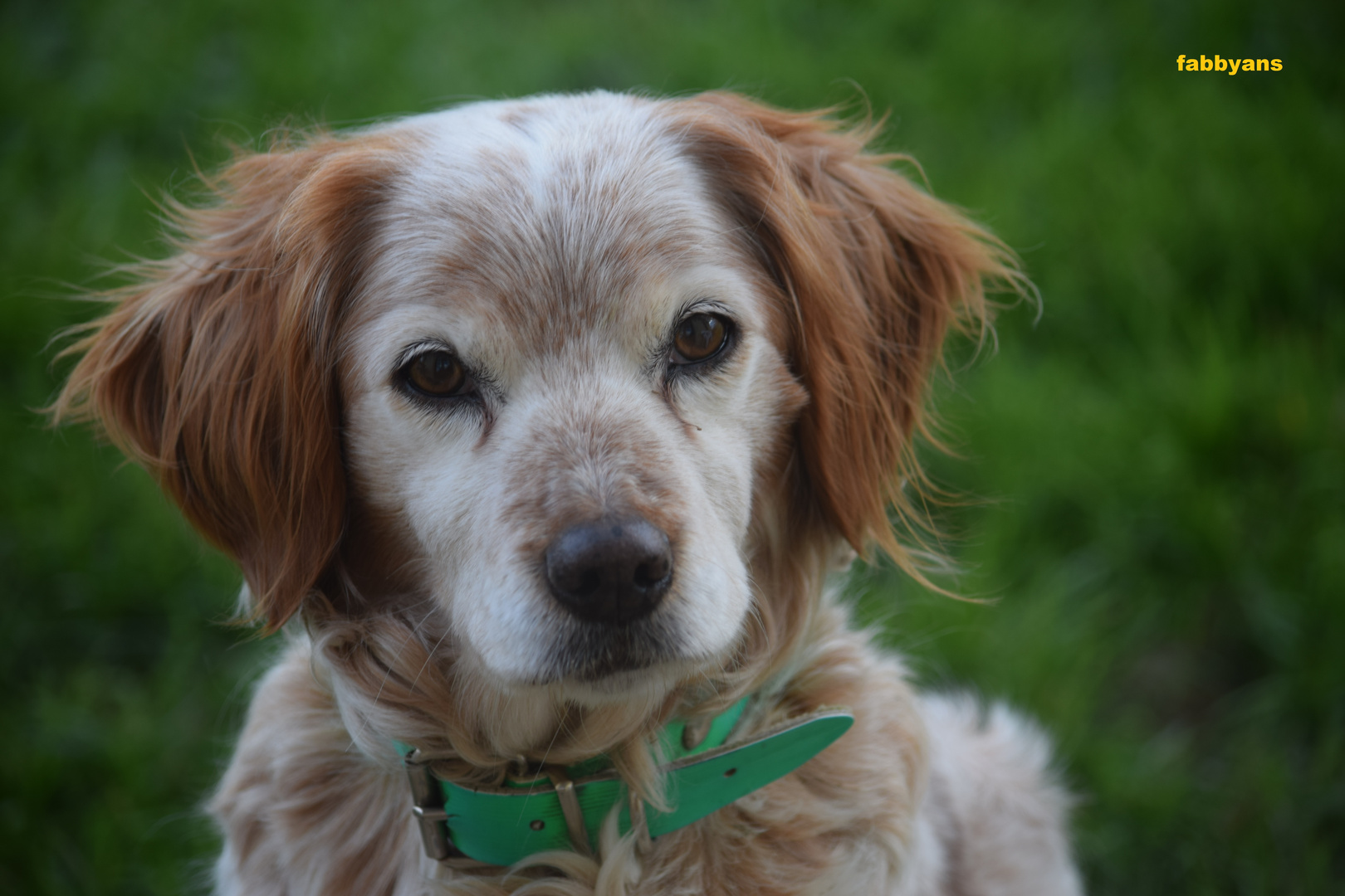 mon chien photo et image | animaux, animaux domestiques, chiens Images ...