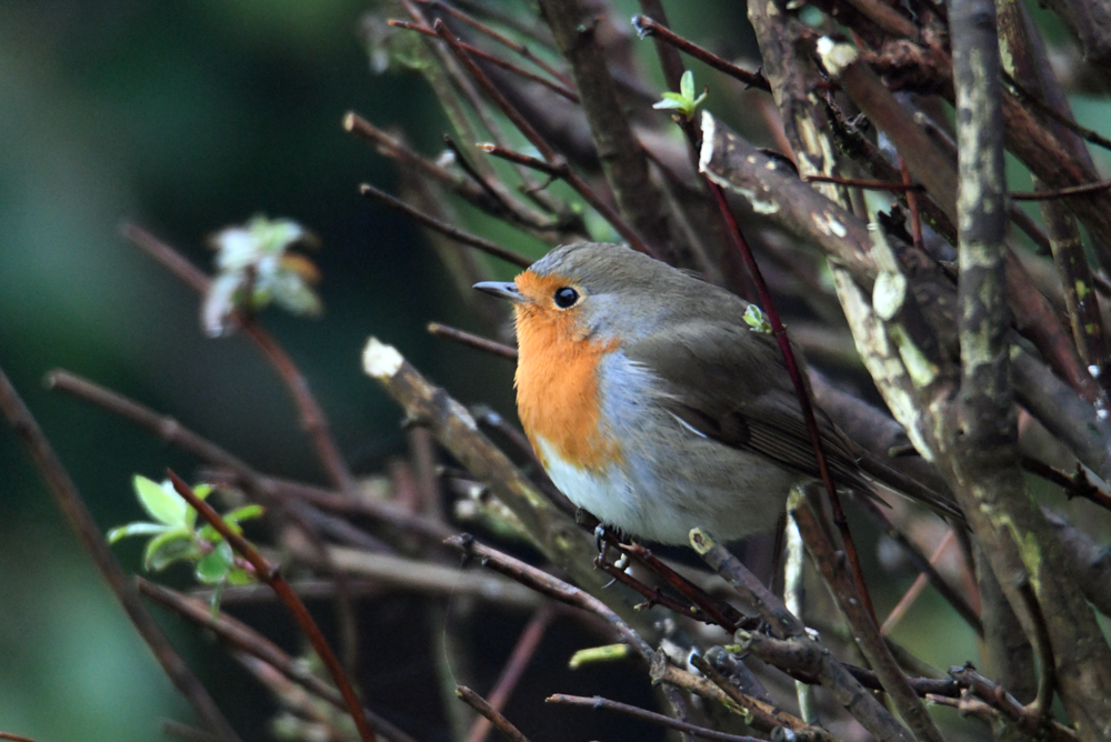 Mon chouchou photo et image | animaux, animaux sauvages, oiseaux Images ...