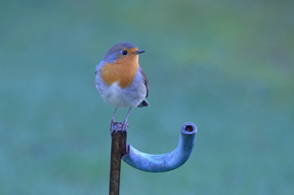 Mon chouchou photo et image | nature, oiseaux, 2-11-2016 Images ...