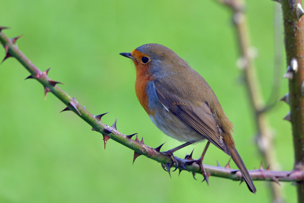 Mon chouchou photo et image | animaux, animaux sauvages, oiseaux Images ...
