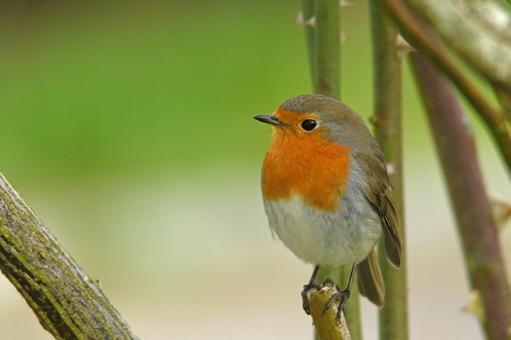 Mon chouchou est toujours là photo et image | animaux, animaux sauvages ...