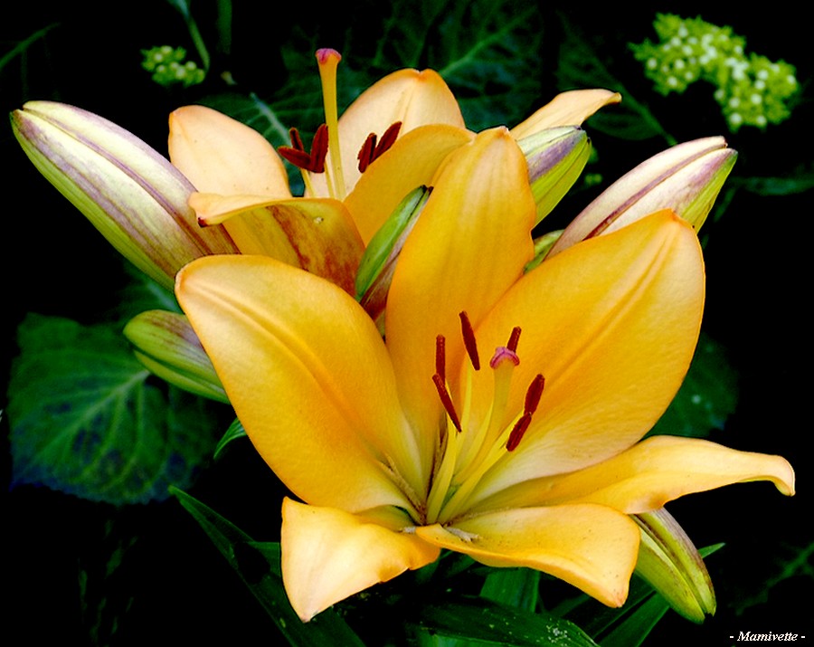 Mon Lys d' un jour photo et image | fleurs, nature Images fotocommunity