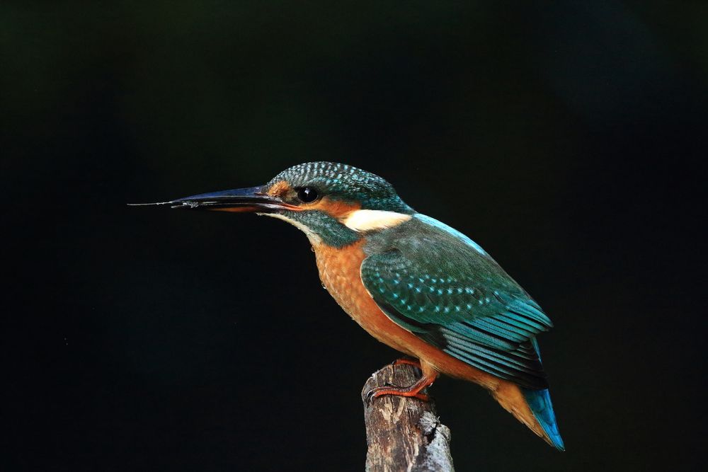 mon oiseau préféré photo et image | animaux, animaux sauvages, oiseaux Images fotocommunity