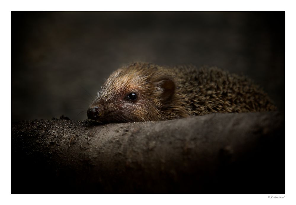 Mon petit hérisson Foto & Bild | nature, natur, animaux Bilder auf ...