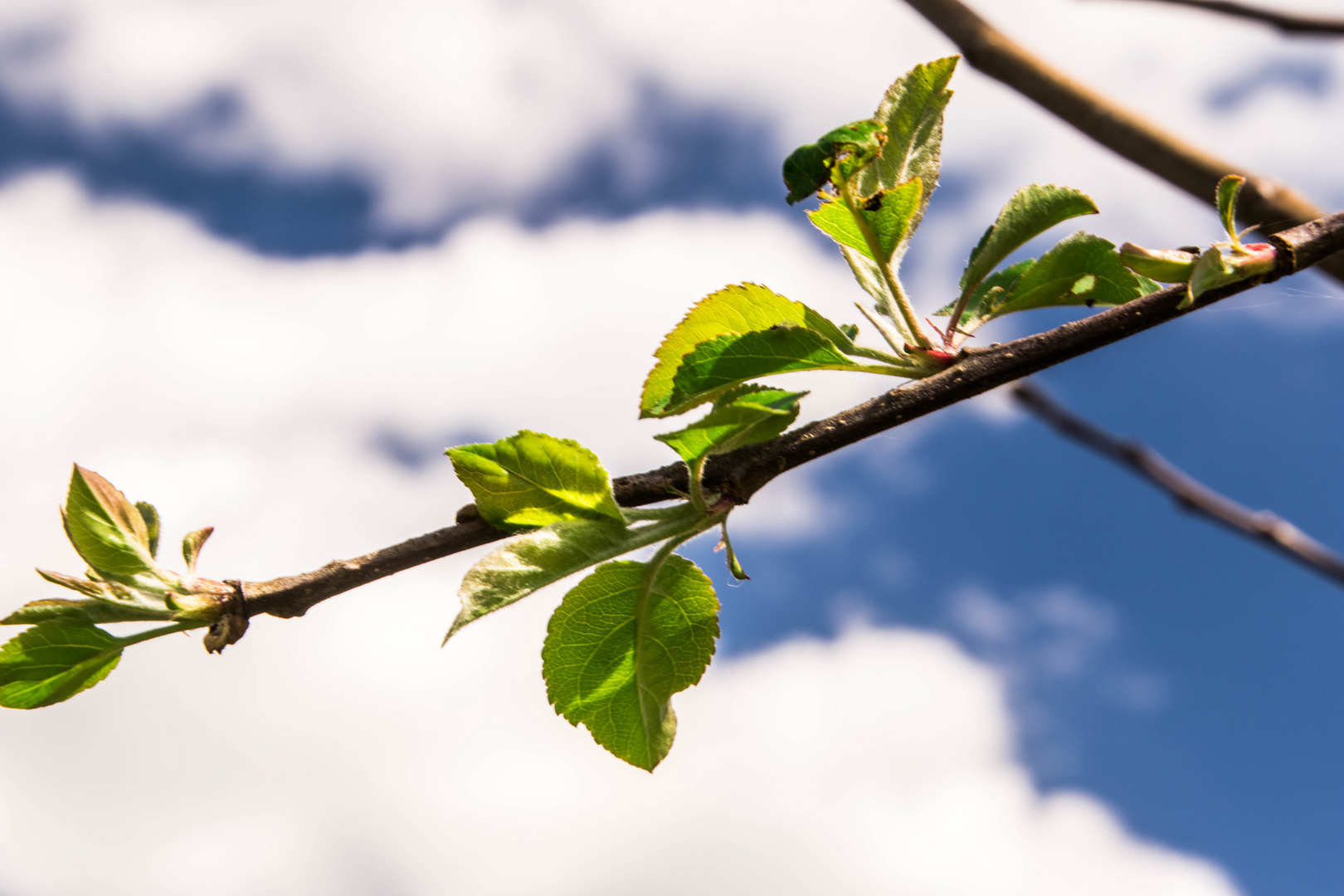 MON POMMIERS COMMENCE A BOURGEONNER photo et image | arbres, la nature ...