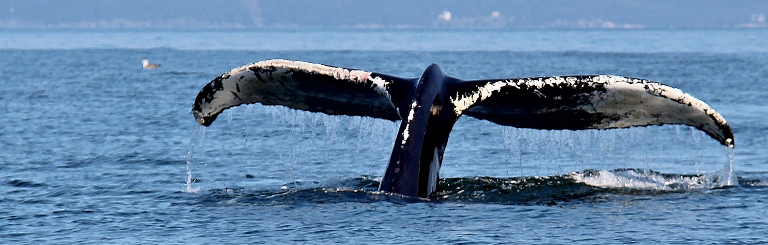Mon rêve réalisé de voir les queues de baleines photo et image | nature, animaux, océans Images ...