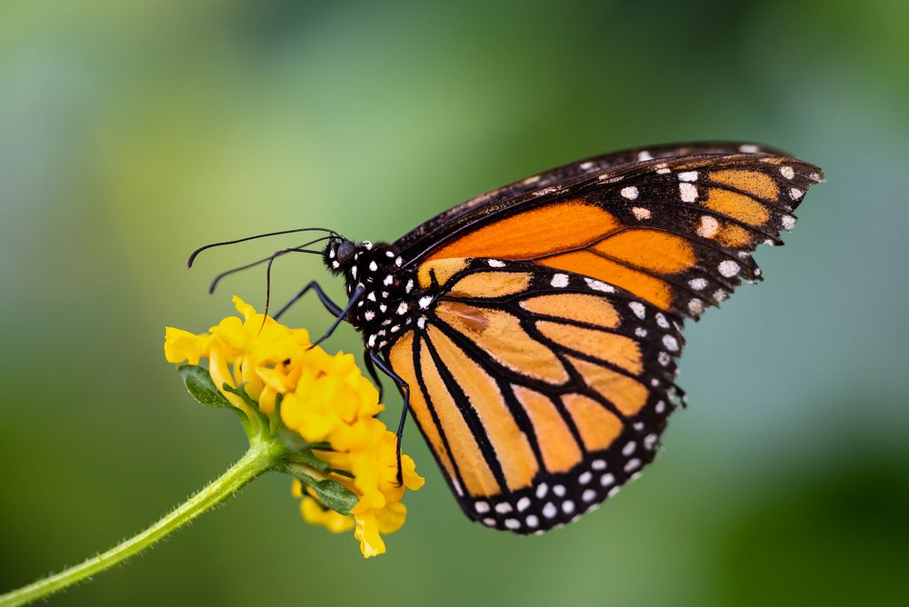 Monarchfalter Foto & Bild | makro, natur, nahaufnahme Bilder auf ...