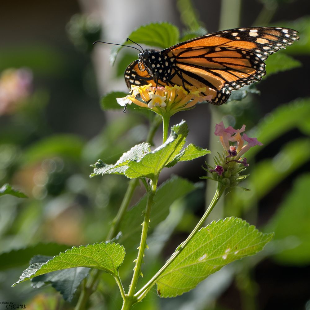 Monarchfalter Foto & Bild | natur, insekten, tiere Bilder auf fotocommunity