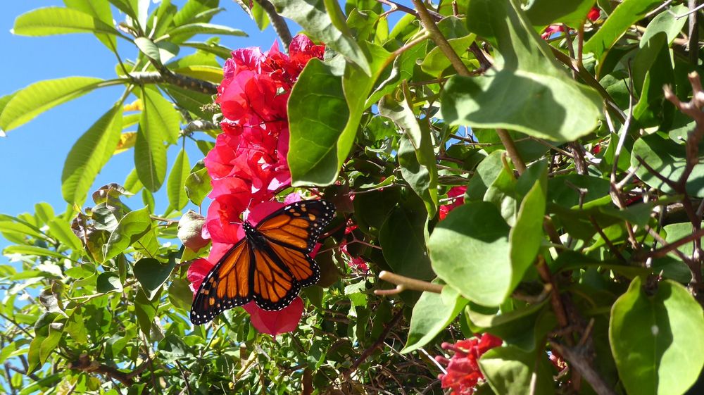 Monarchfalter.... Foto & Bild | spezial, dokumentation, outdoor Bilder ...