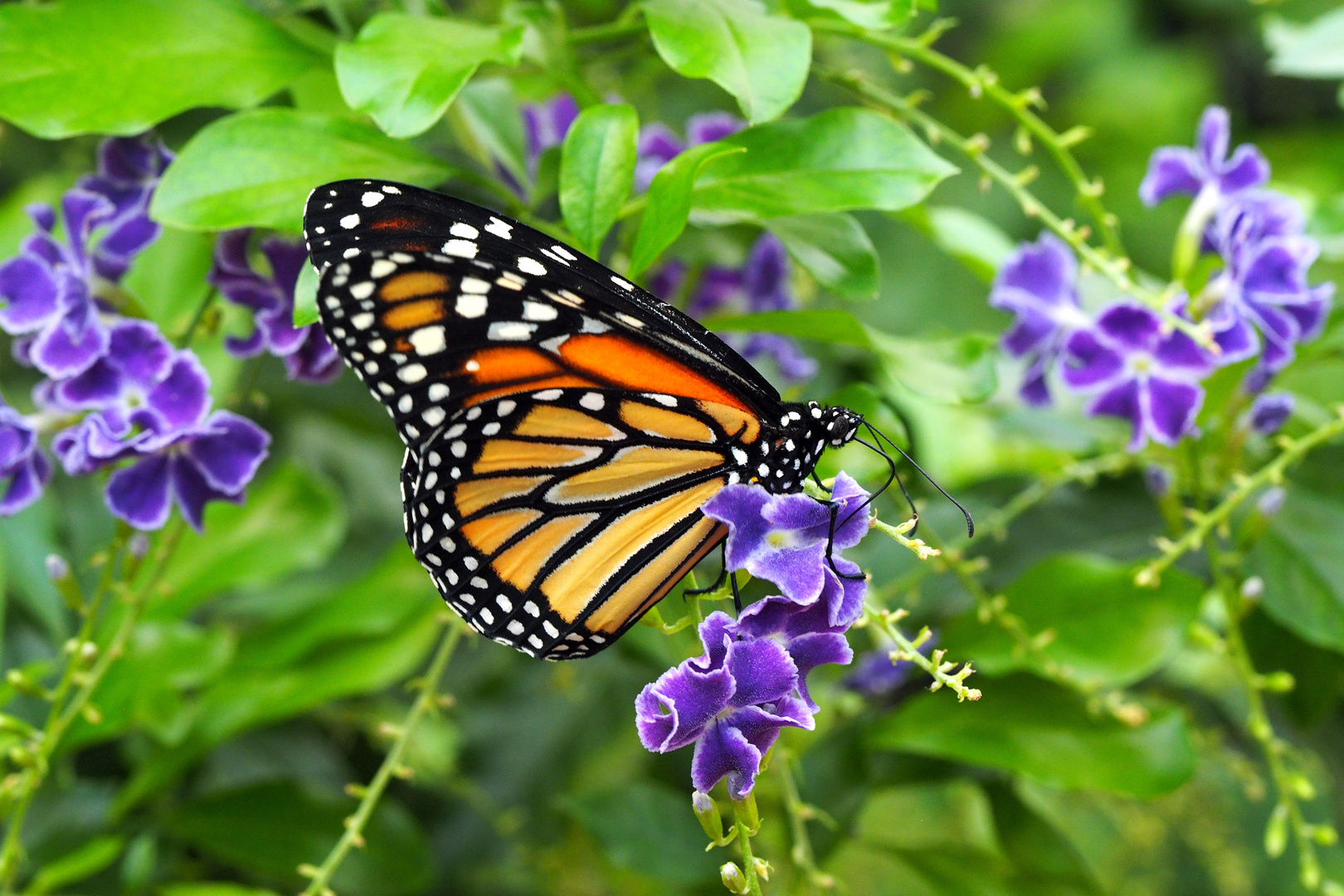 Monarchfalter Foto & Bild | makro, schmetterling, insekten Bilder auf ...