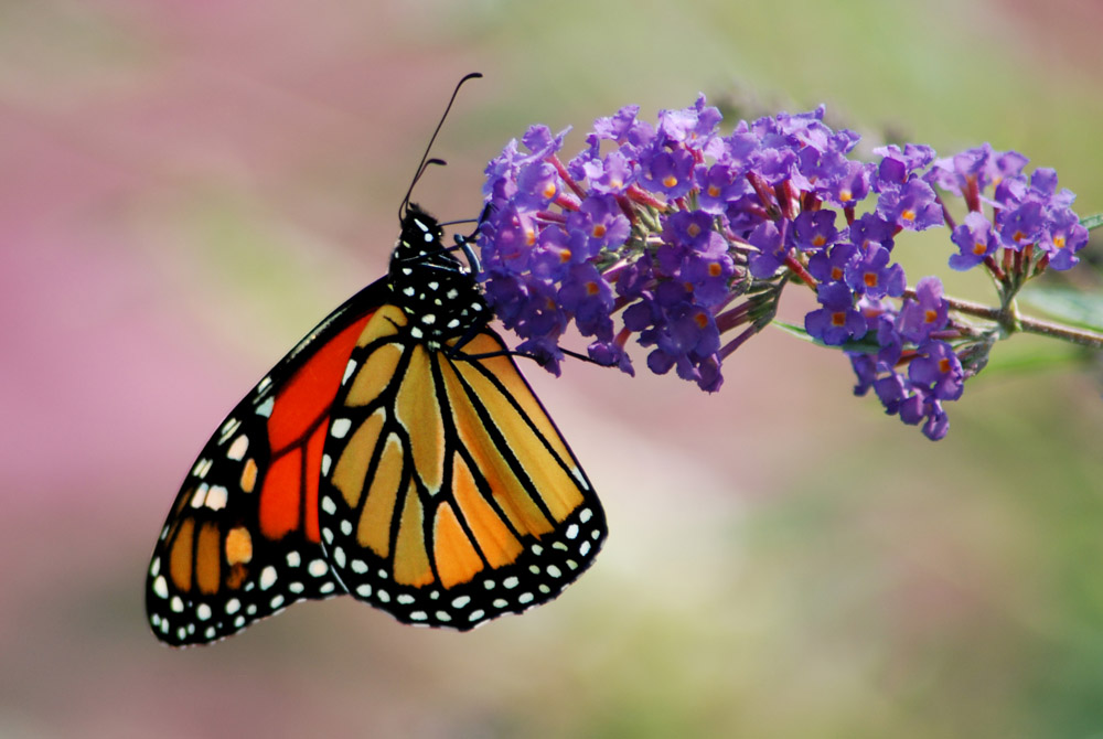 Monarchfalter (3) Foto & Bild | tiere, wildlife, schmetterlinge Bilder ...