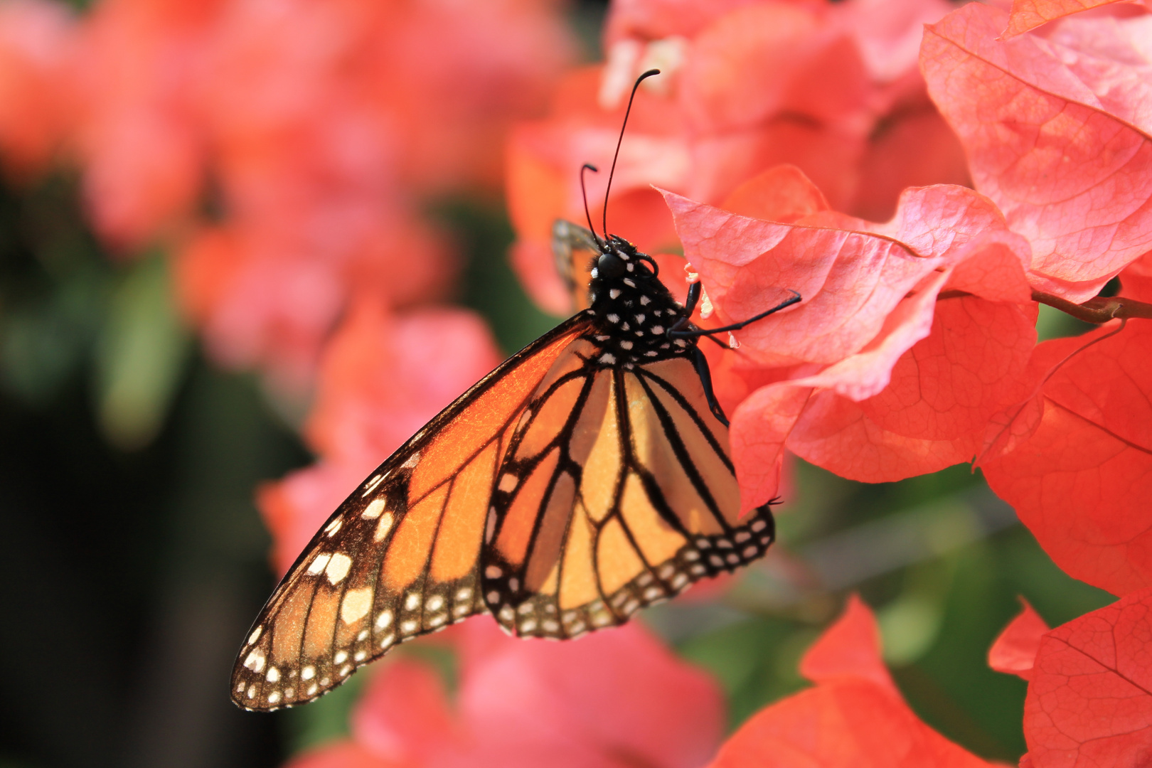 Monarchfalter Foto & Bild | tiere, wildlife, schmetterlinge Bilder auf ...