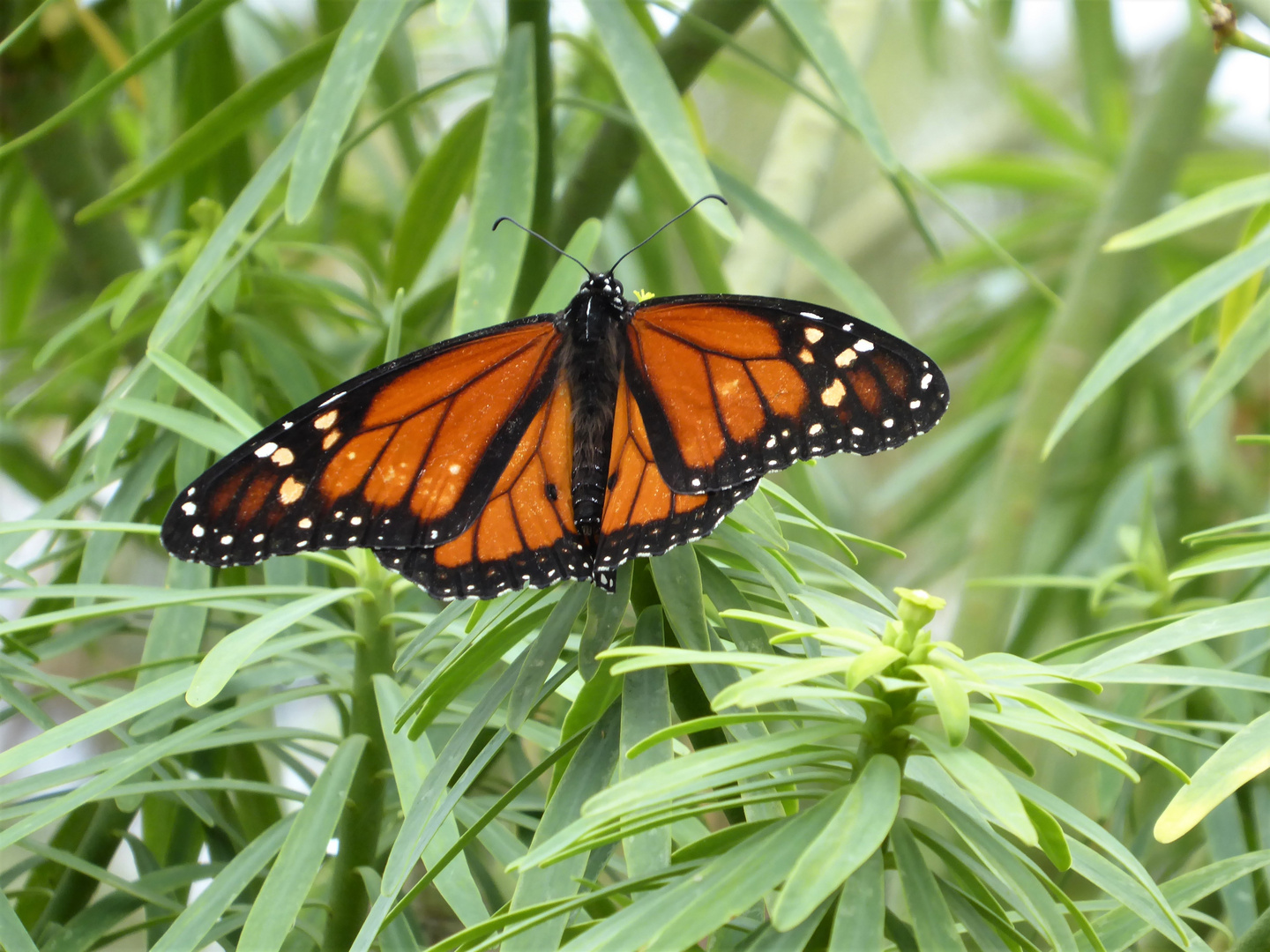 Monarchfalter.... Foto & Bild | tiere, spezial, dokumentation Bilder ...