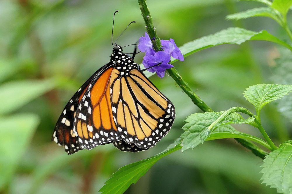 Monarchfalter Foto & Bild | spezial, natur, pflanzen Bilder auf ...