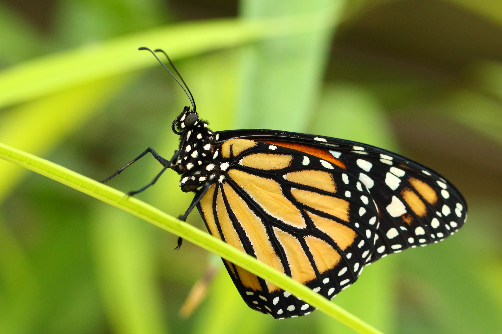Monarchfalter Foto & Bild | makro, natur, schmetterling Bilder auf ...