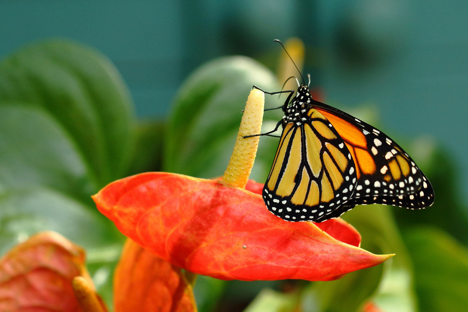 Monarchfalter Foto & Bild | makro, natur, schmetterling Bilder auf ...