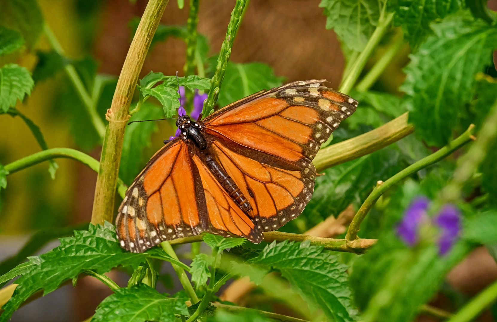 Monarchfalter Foto & Bild | tiere, zoo, wildpark & falknerei, insekten ...