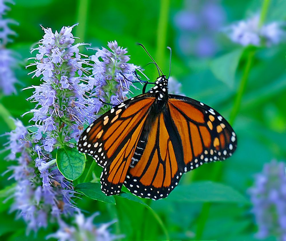 Monarchfalter aus NY! Foto & Bild | usa, world, natur Bilder auf ...