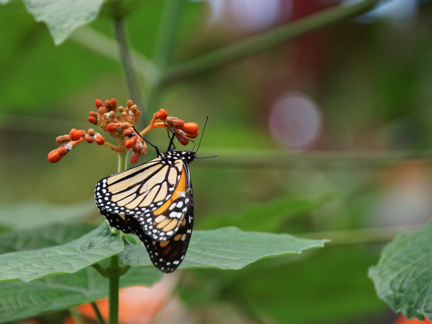 Monarchfalter Foto & Bild | natur, schmetterling, insekten Bilder auf ...