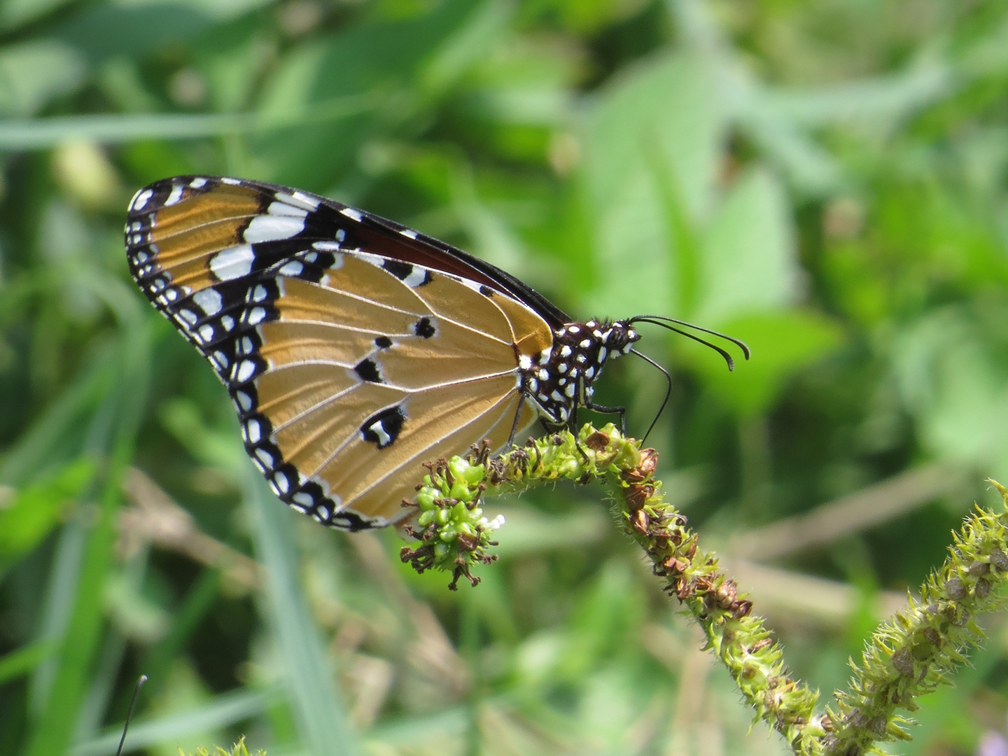 Monarchfalter Foto & Bild | makro, macro, insekten Bilder auf fotocommunity