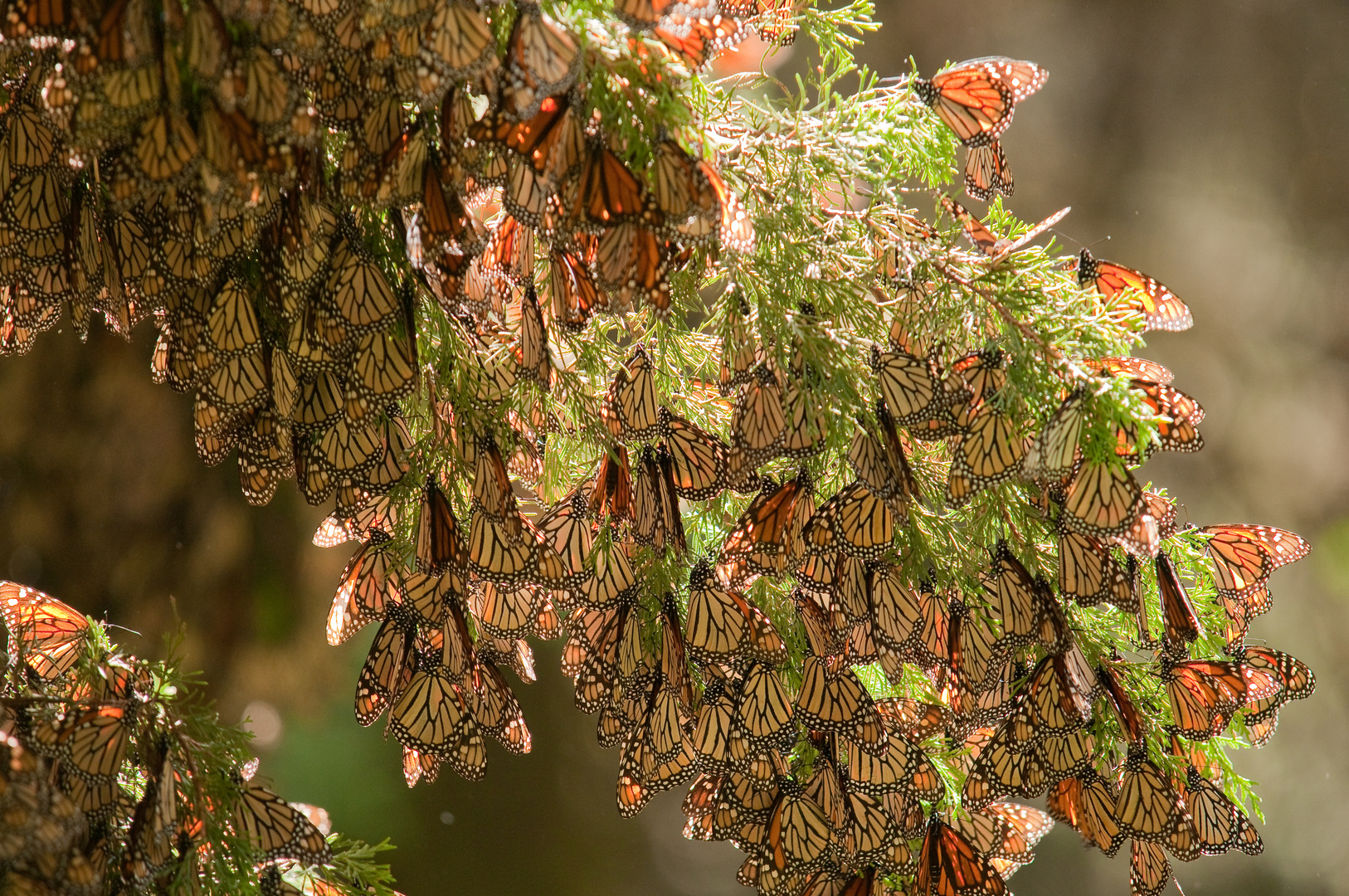 Monarchfalter Foto & Bild | tiere, wildlife, schmetterlinge Bilder auf ...
