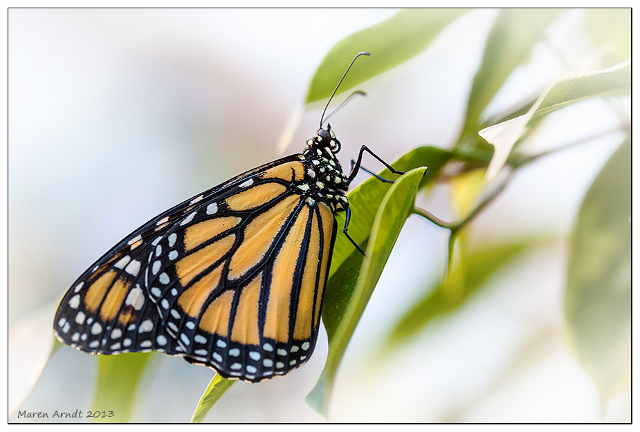 Monarchfalter Foto & Bild | deutschland, europe, bremen Bilder auf ...