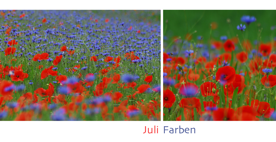 Monatsfarben: Juli Foto & Bild | jahreszeiten, monatsfarben, natur ...
