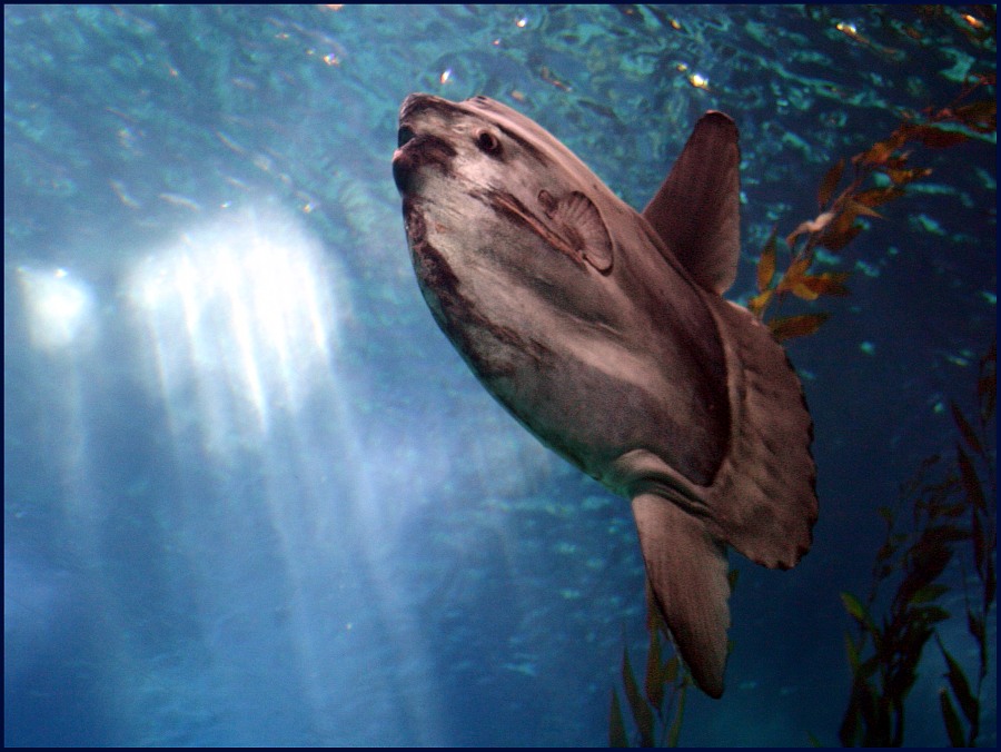 Mondfisch Foto & Bild | tiere, zoo, wildpark & falknerei, zoo: fische ...