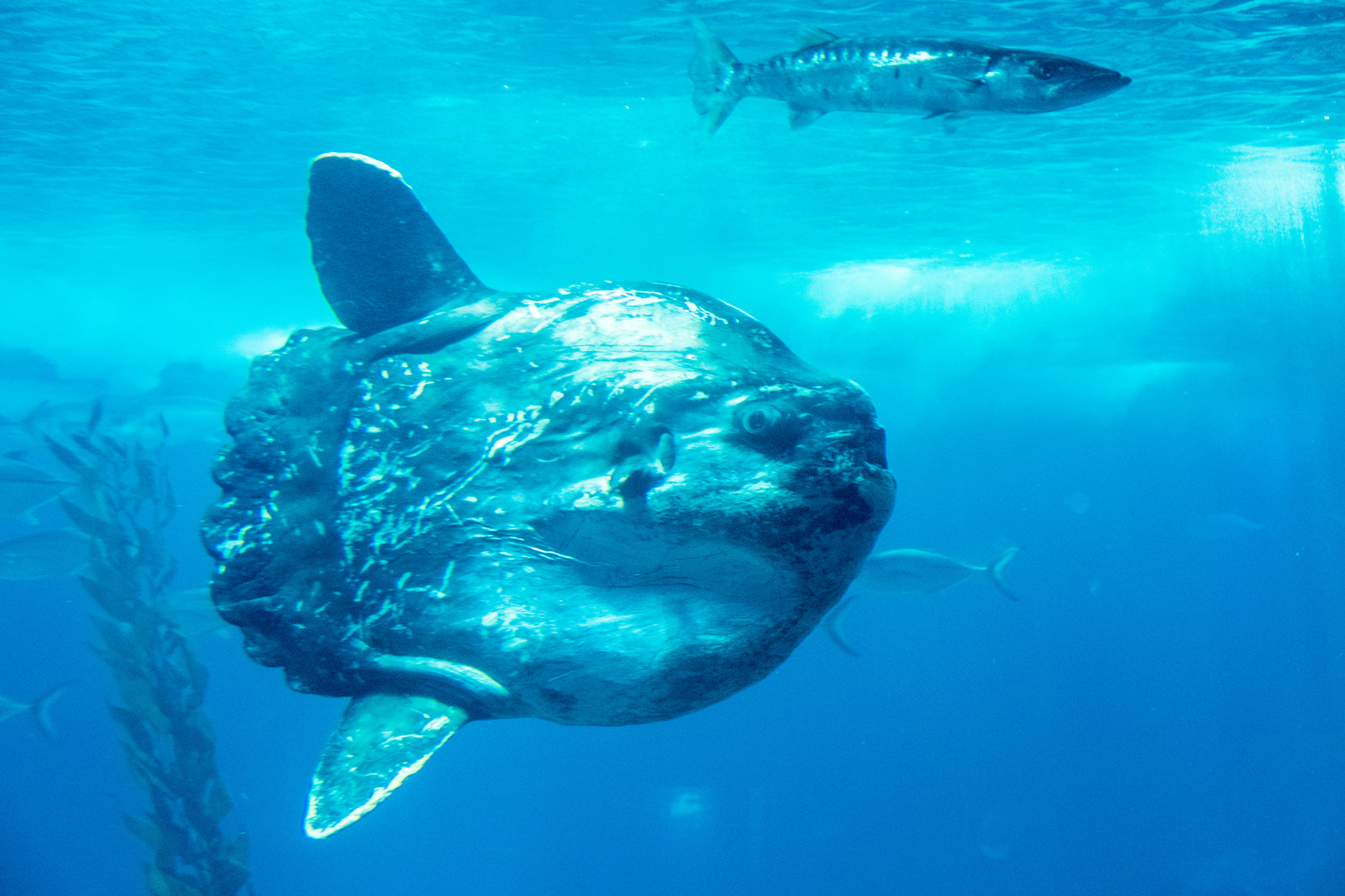 Mondfisch Foto & Bild | natur, aquarium, lissabon Bilder auf fotocommunity