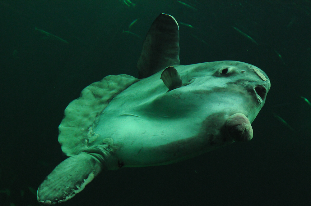 Mondfisch Foto & Bild | tiere, zoo, wildpark & falknerei, zoo: fische ...