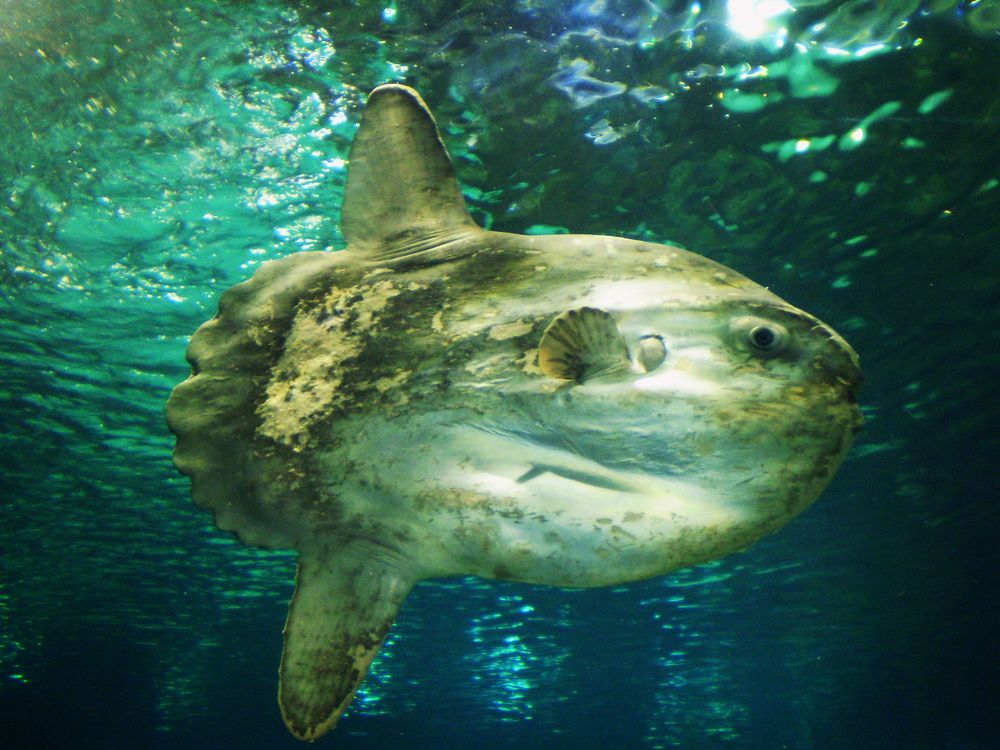 mondfisch Foto & Bild | natur, tiere, youth Bilder auf fotocommunity