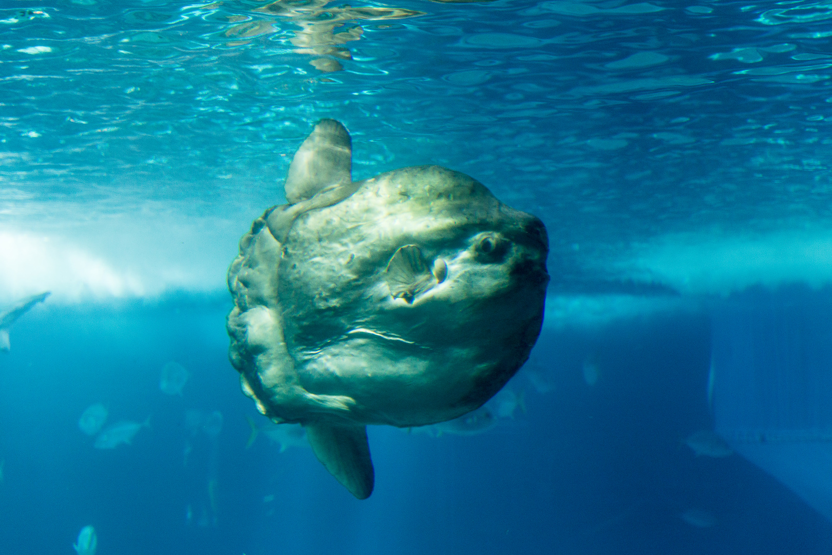 Mondfisch Foto & Bild | tiere, zoo, wildpark & falknerei, zoo: fische ...