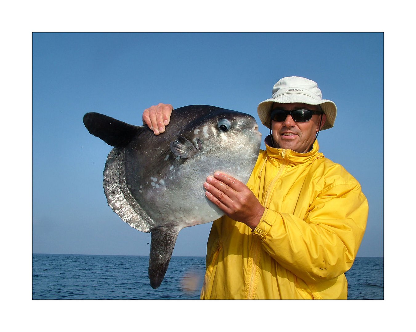 Mondfisch - Mola Mola Foto & Bild | familienalbum , natur Bilder auf ...