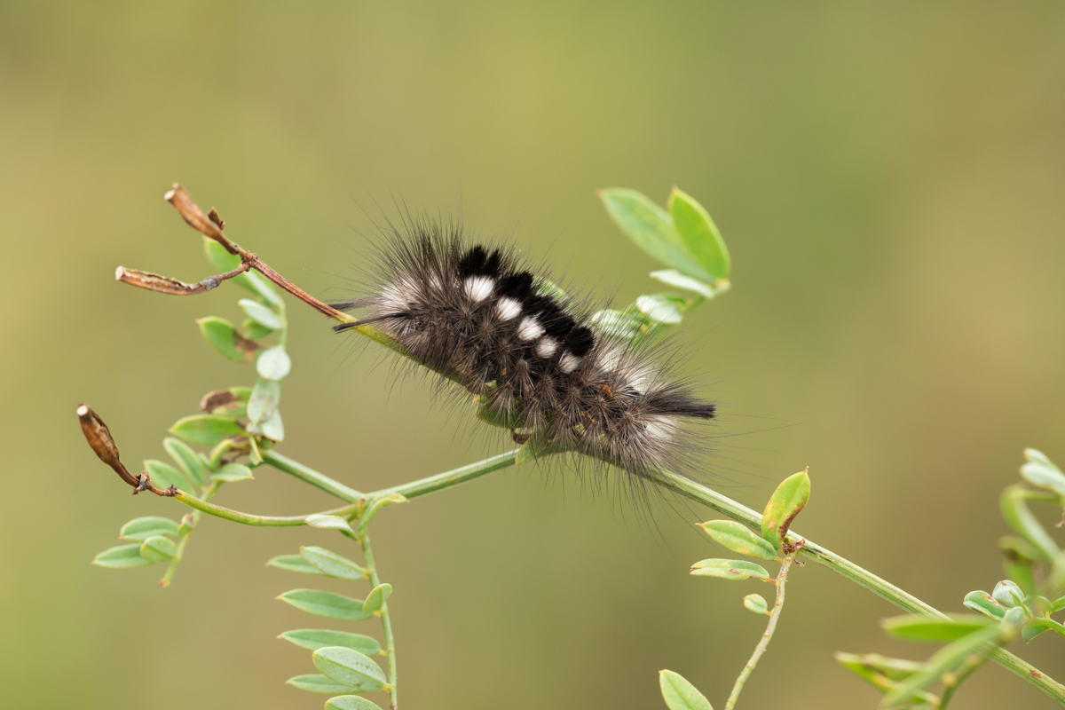 Mondfleck-Bürstenspinner (Gynaephora selenitica) Raupe Foto & Bild ...