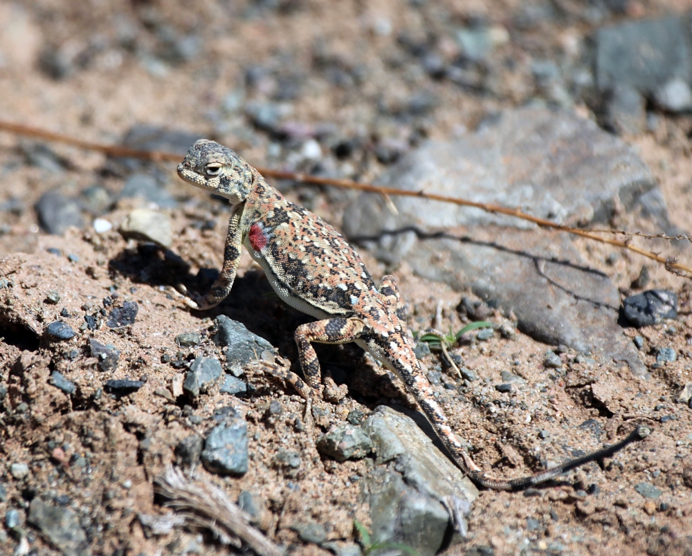 Mongolische Krötenkopfagame (Phrynocephalus versicolor) Foto & Bild ...