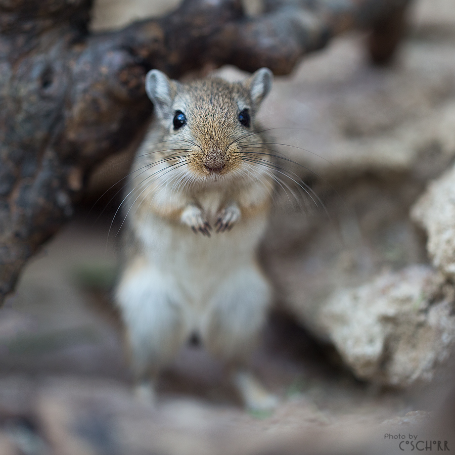 Mongolische Wüstenrennmaus 2 Foto & Bild | tiere, zoo, wildpark ...