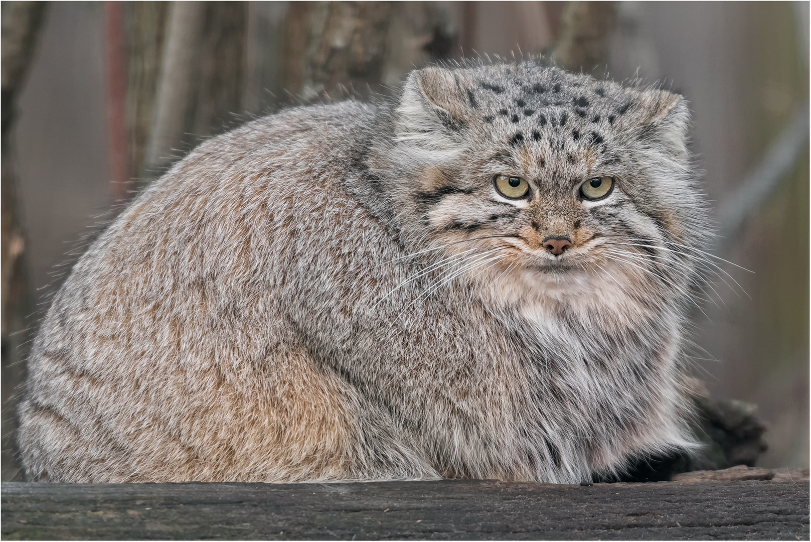 Mongolischer Manul..... Foto & Bild | natur, portrait, katzen Bilder ...