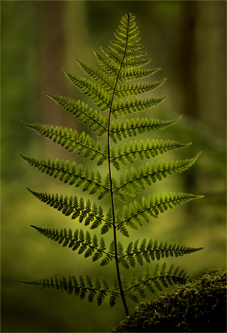 Monilophyta... Foto & Bild | wald, grün, natur Bilder auf fotocommunity